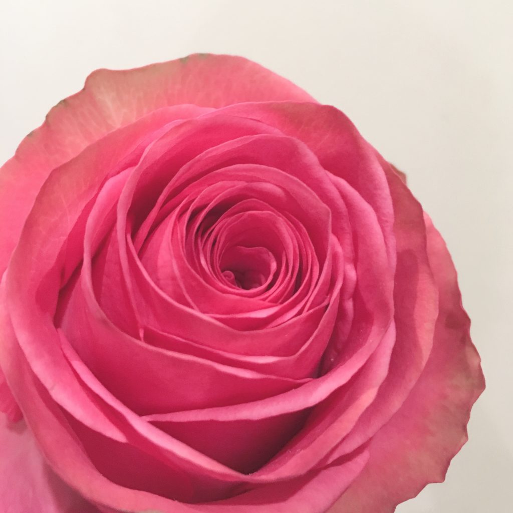 Monthly Rose 11月限定品種のご紹介 | AFRIKA ROSE